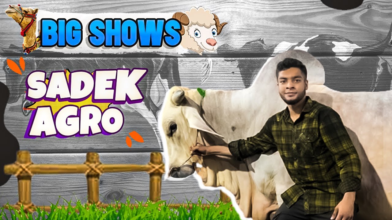Buying a Cow from Sadeeq Agro? | Qurbani 2023 - YouTube