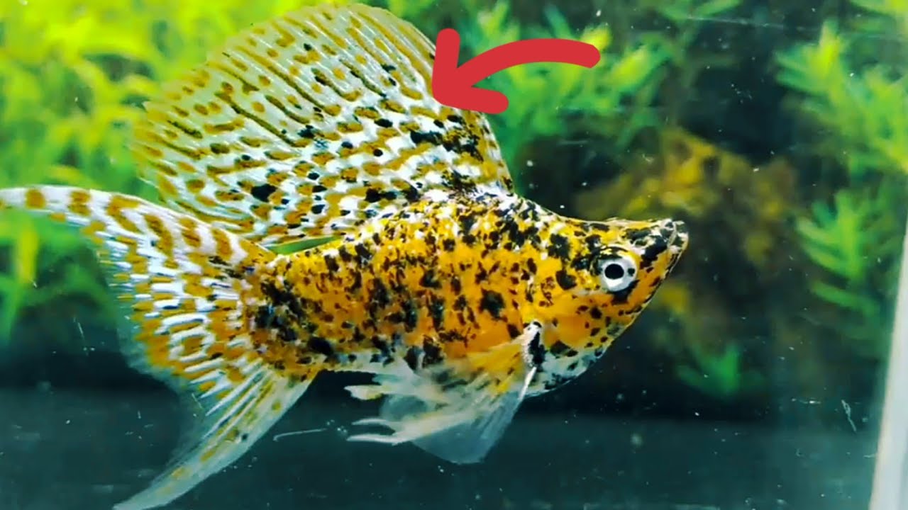 Hasil kawin silang ikan molly balon dan golden thailand - YouTube