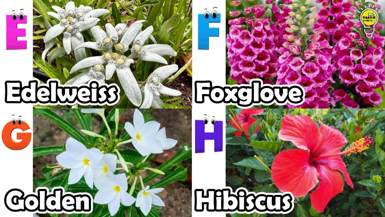 Flowers Alphabet Song | Flowers ABC Song | A to Z Flowers Names ...