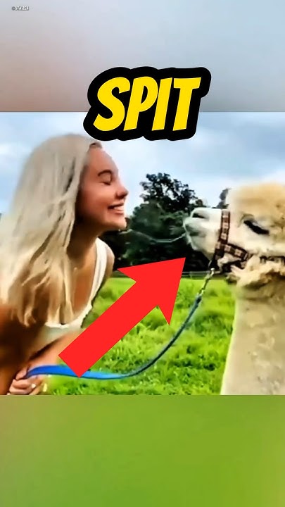 Beware: Alpacas Can Spit! #funny #shortvideo #facts #shorts - YouTube