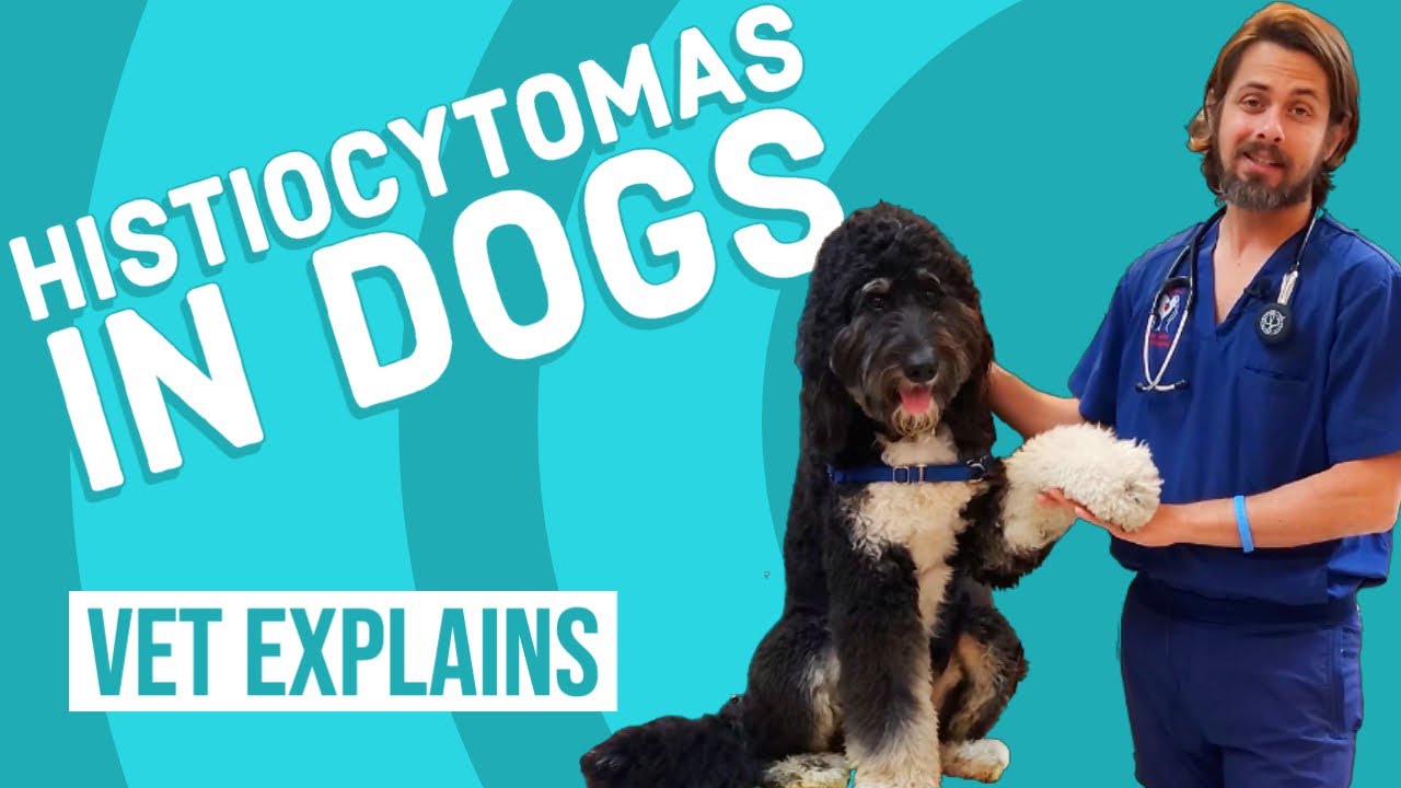 Histiocytomas in Dogs - YouTube