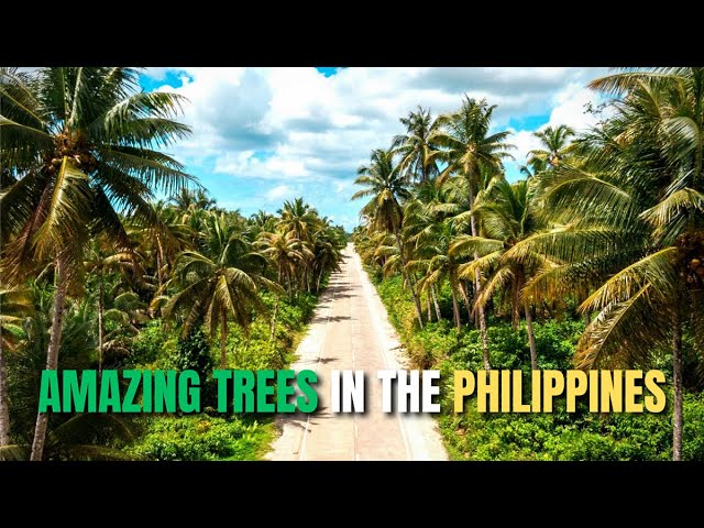 Trees Found In The Philippines