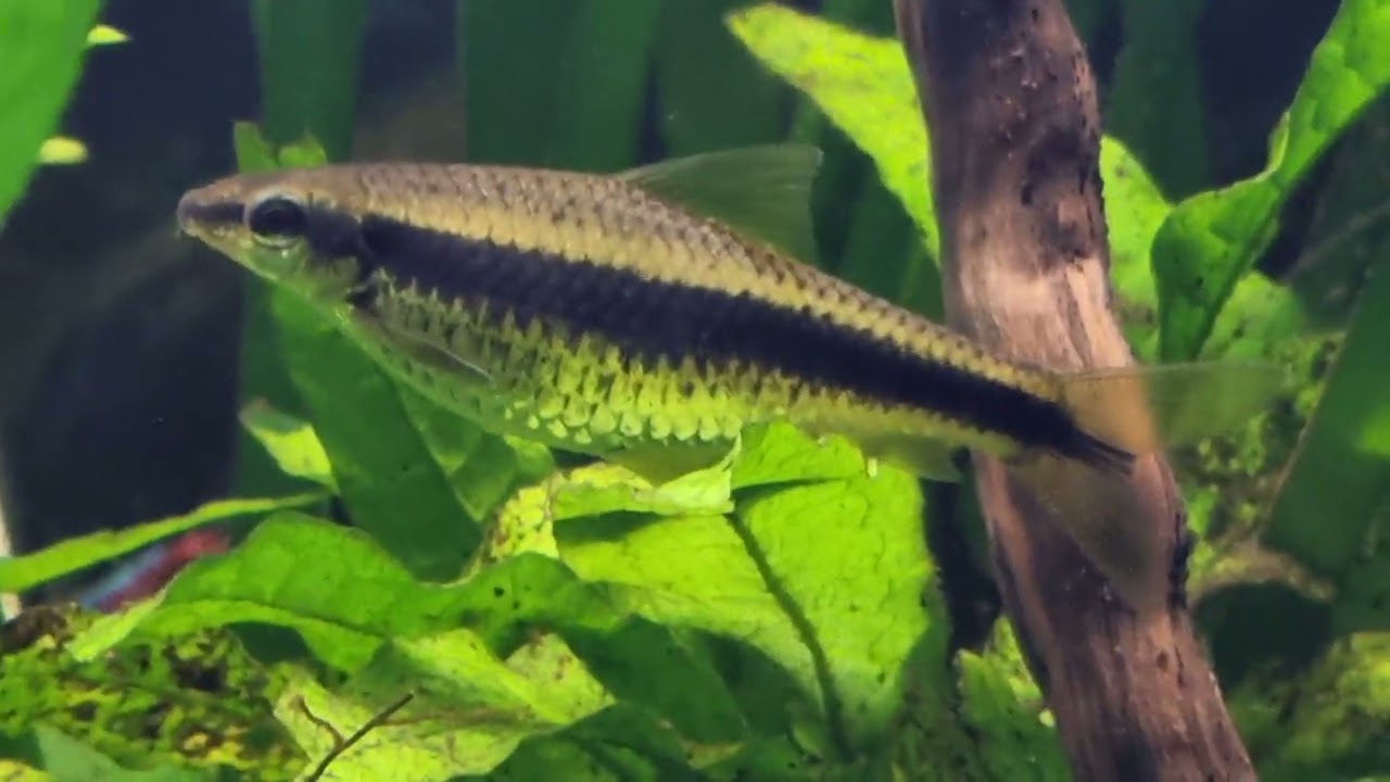 My top 4 Algae Eaters. Who eats what? - YouTube