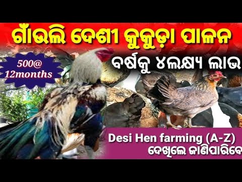 Desi kukuda farm in Odisha # low invest buruding chicken farming video ...
