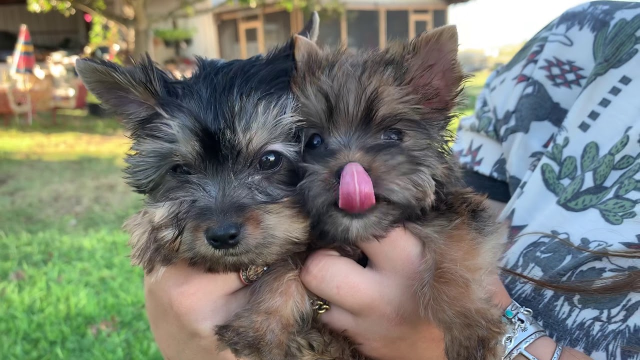 AKC Traditional Yorkie Male - YouTube