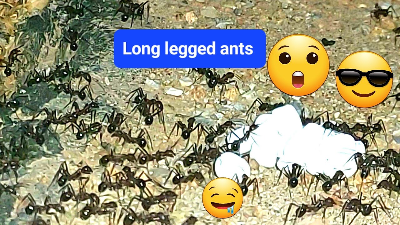 Long legged ants enjoying their marshmallows - YouTube