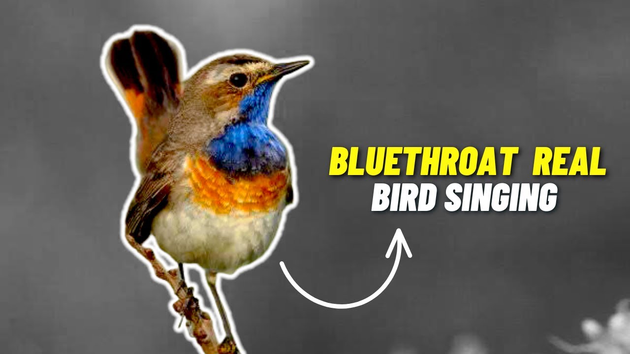 Masteran Suara Kasar Rol Panjang Dalam Hutan | Bluethroat Bird Singing ...