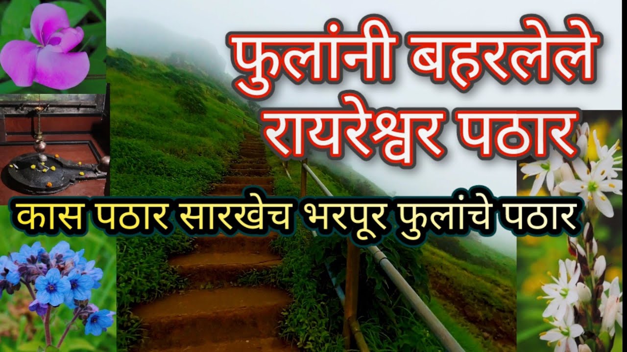 Raireshwar Pathar फुलांनी बहरलेले रायरेश्वर पठार| The place where most ...