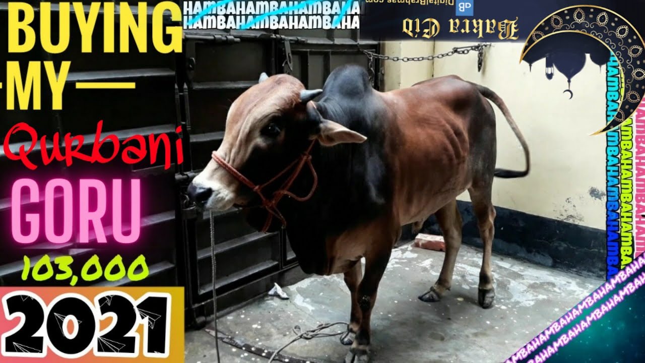 Buying my Eid Goru 2021 - YouTube