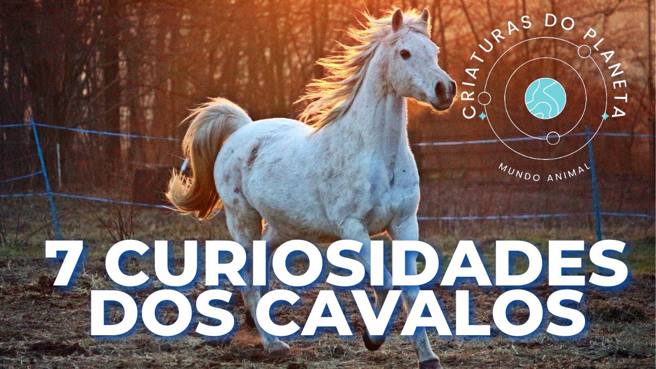 Curiosidade Sobre Os Cavalos - FDPLEARN