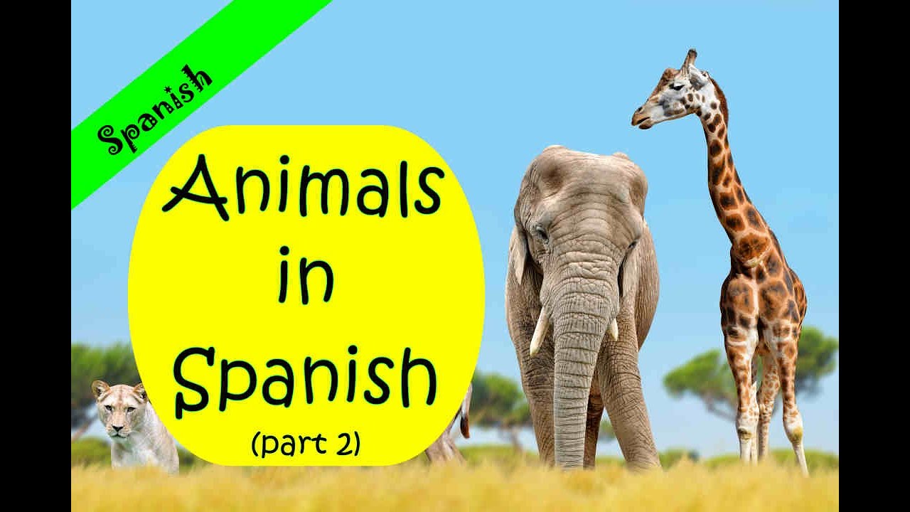 Animals In Spanish 2 Of 3 Kids Spanish Vocabulary YouTube animals-in-spanish-2-of-3-kids-spanish-vocabulary-youtube