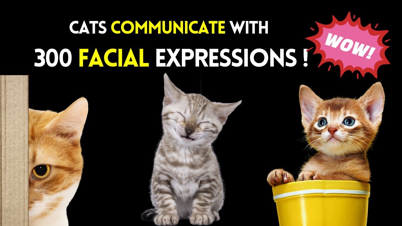 Cats Communicate with 300 Facial Expressions: What Are They Telling Us ...