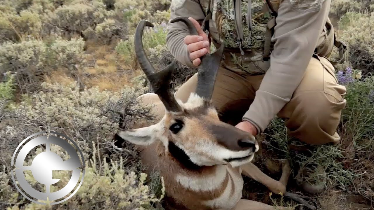 245 Yard Wyoming Antelope Shot with the Gunwerks Muzzleloader - YouTube