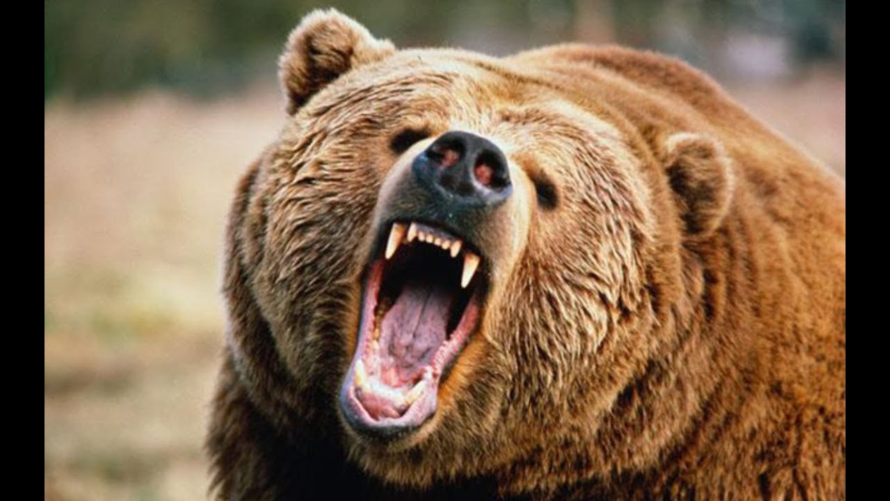 NABER AYI? - Bear Simulator Türkçe (İlk İnceleme) - YouTube