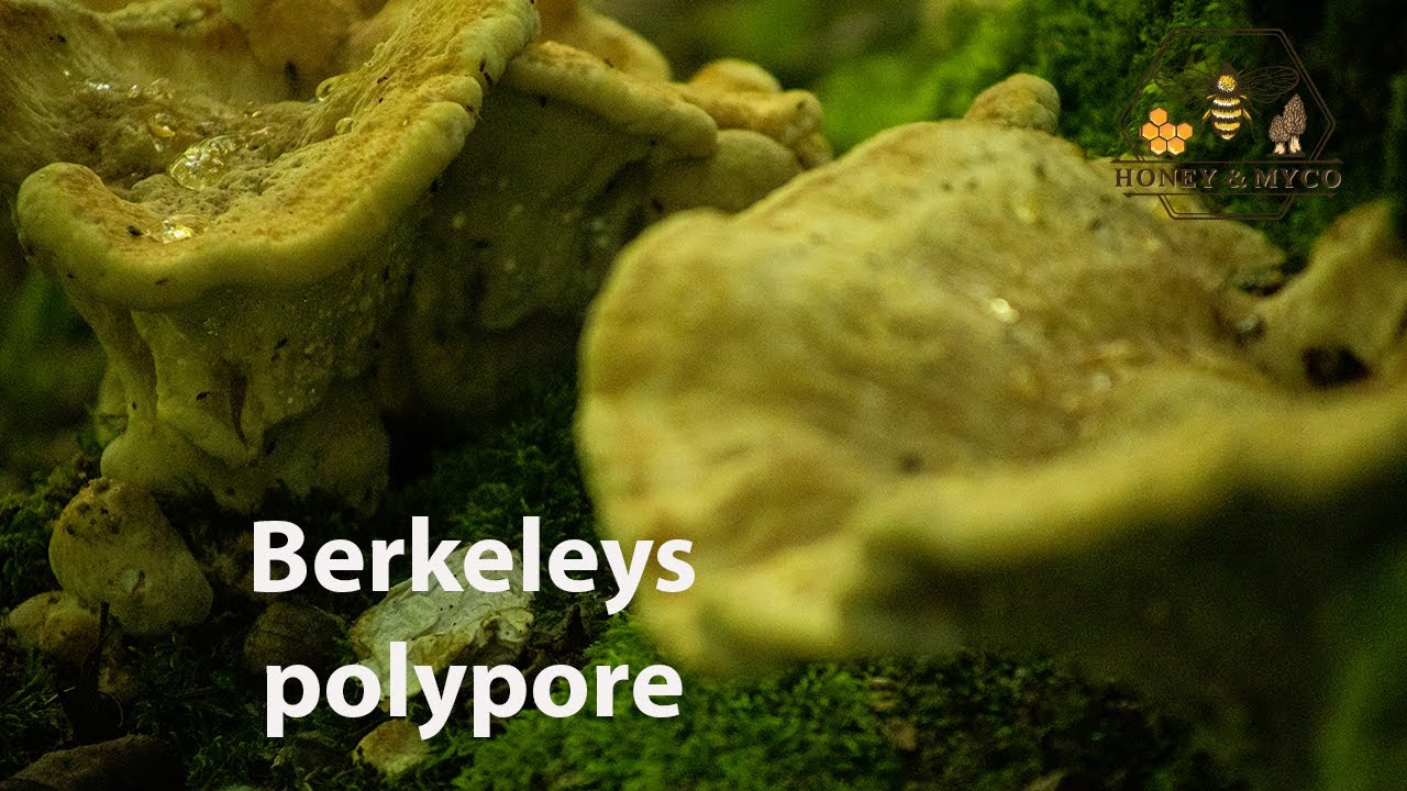 Berkeleys Polypore Identification Youtube