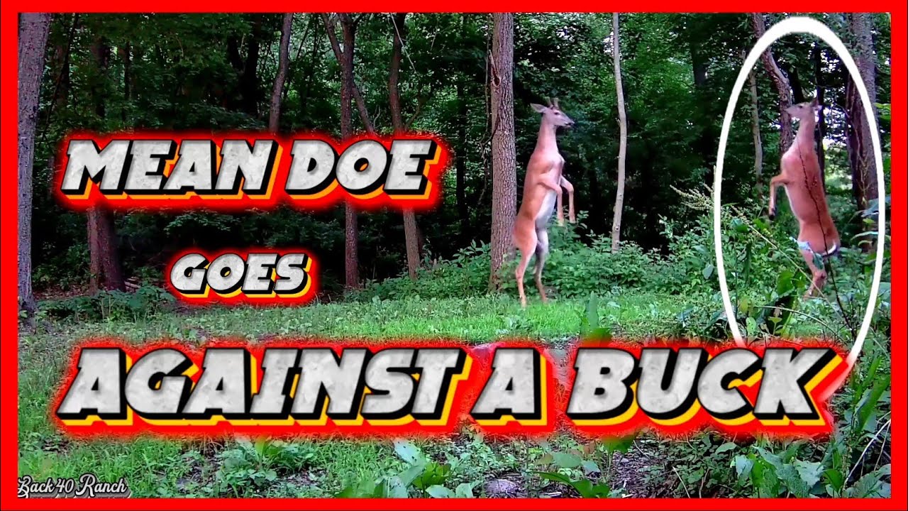 Mean doe dosen't back down from a buck - YouTube