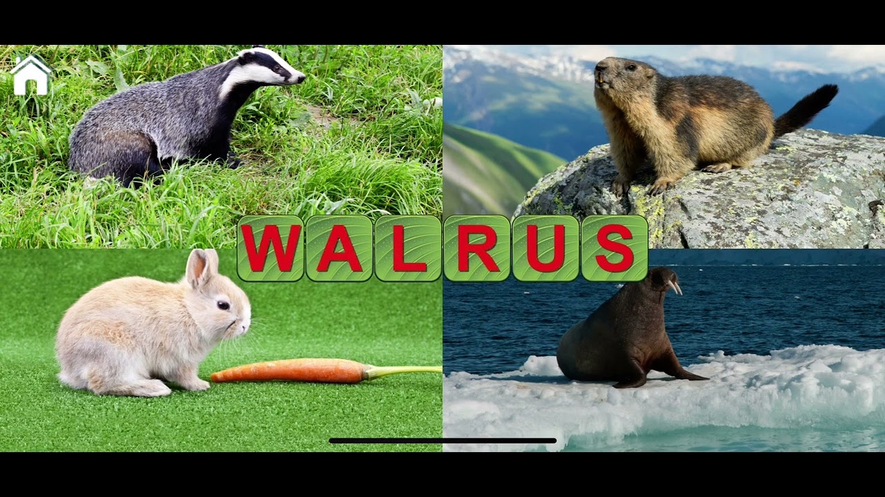 Learn to read and save the animals! - YouTube