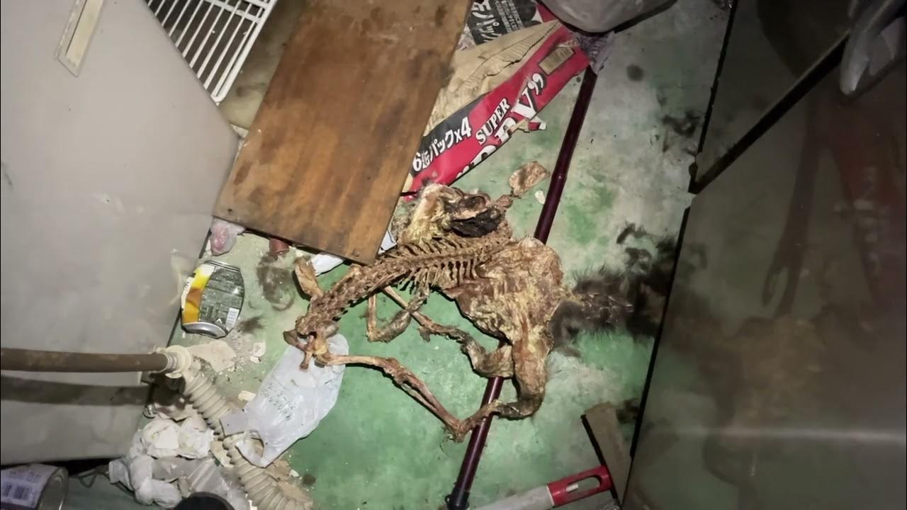 グロ耐性上級者向け映像】裏返された狸【本編のモザイク無し動画】 Youtube