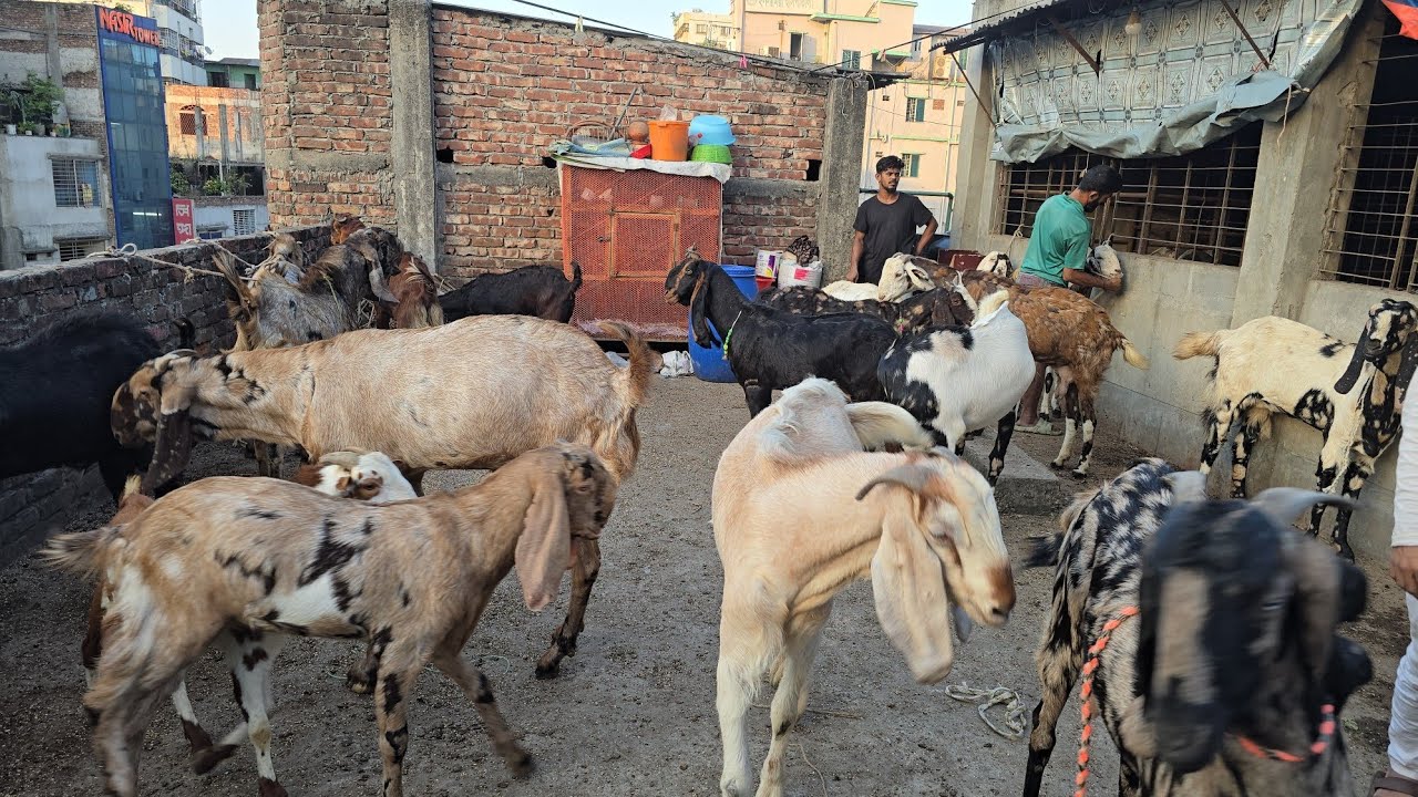 যাত্রাবাড়ী তোতাগট ফার্ম থেকে পাইকারি দামে উন্নত জাতের ছাগল ক্রয় করুন ...