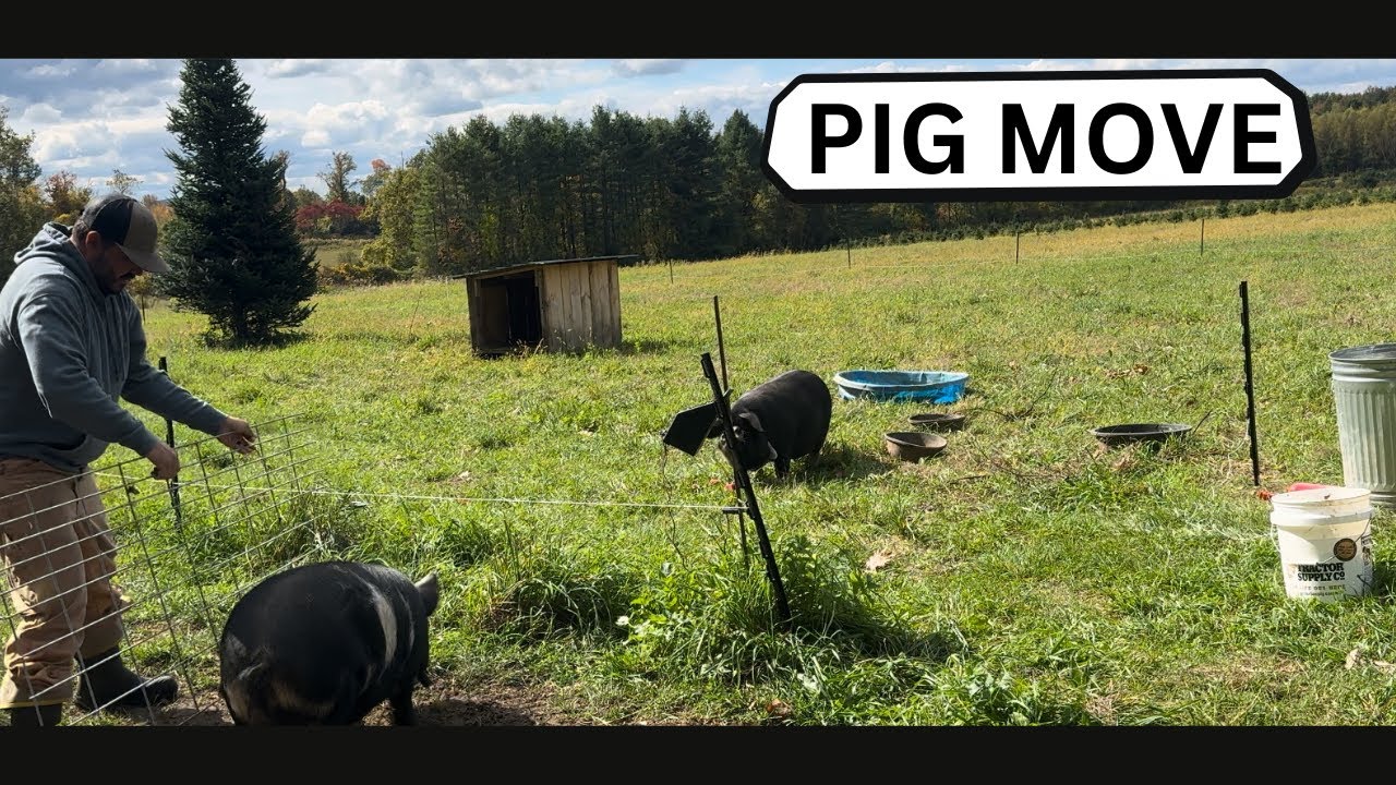 How to move pigs - YouTube