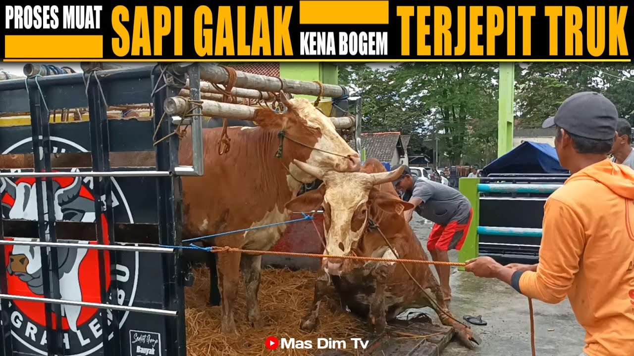 Menegangkan Proses Muat Sapi Galak Kena Bogem Sampai Kejepit Truk ...
