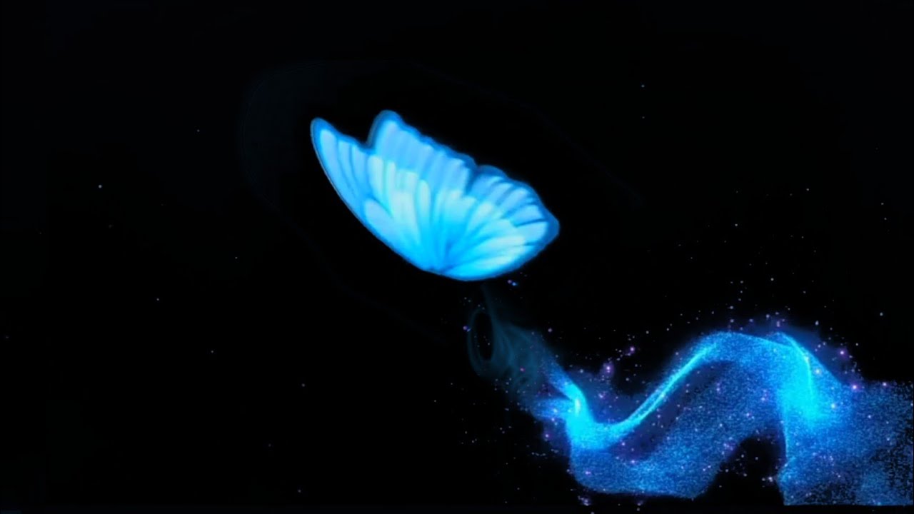 Magical butterfly effects black screen | blue butterfly black screen ...