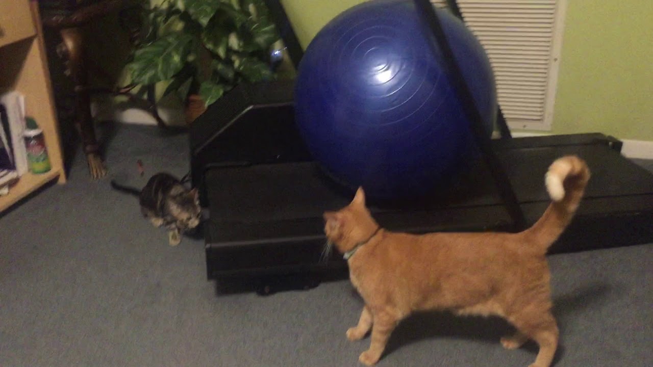 My Cat Effy Wants To Play Tag - YouTube