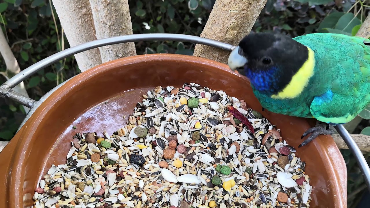 2019-11-05 Tenerife - Loro Parque - Katandra Treetops - YouTube