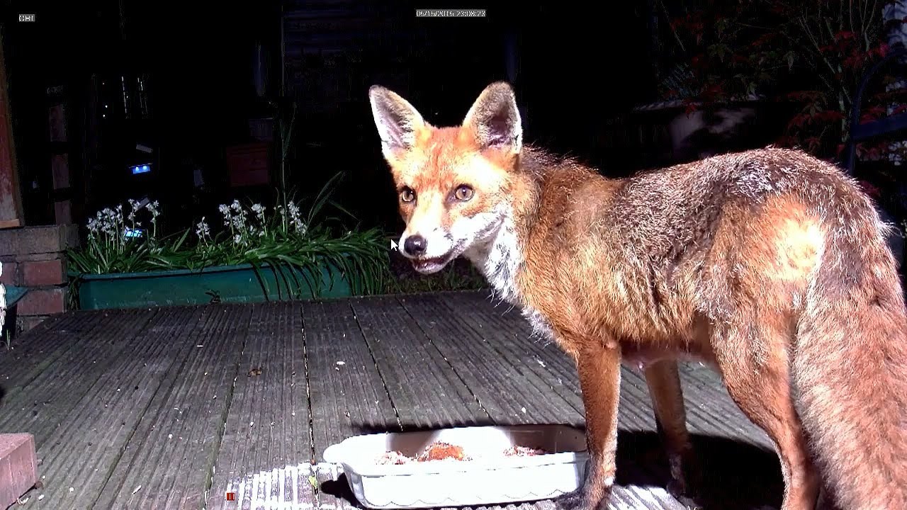 Mum Fox - YouTube