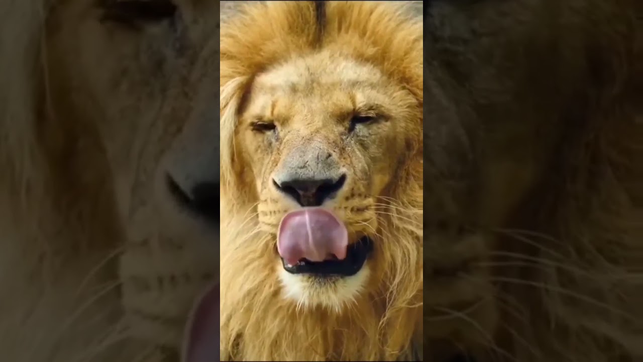 babbar Sher lion big 🦁 Lion King 😎👌🌷 - YouTube