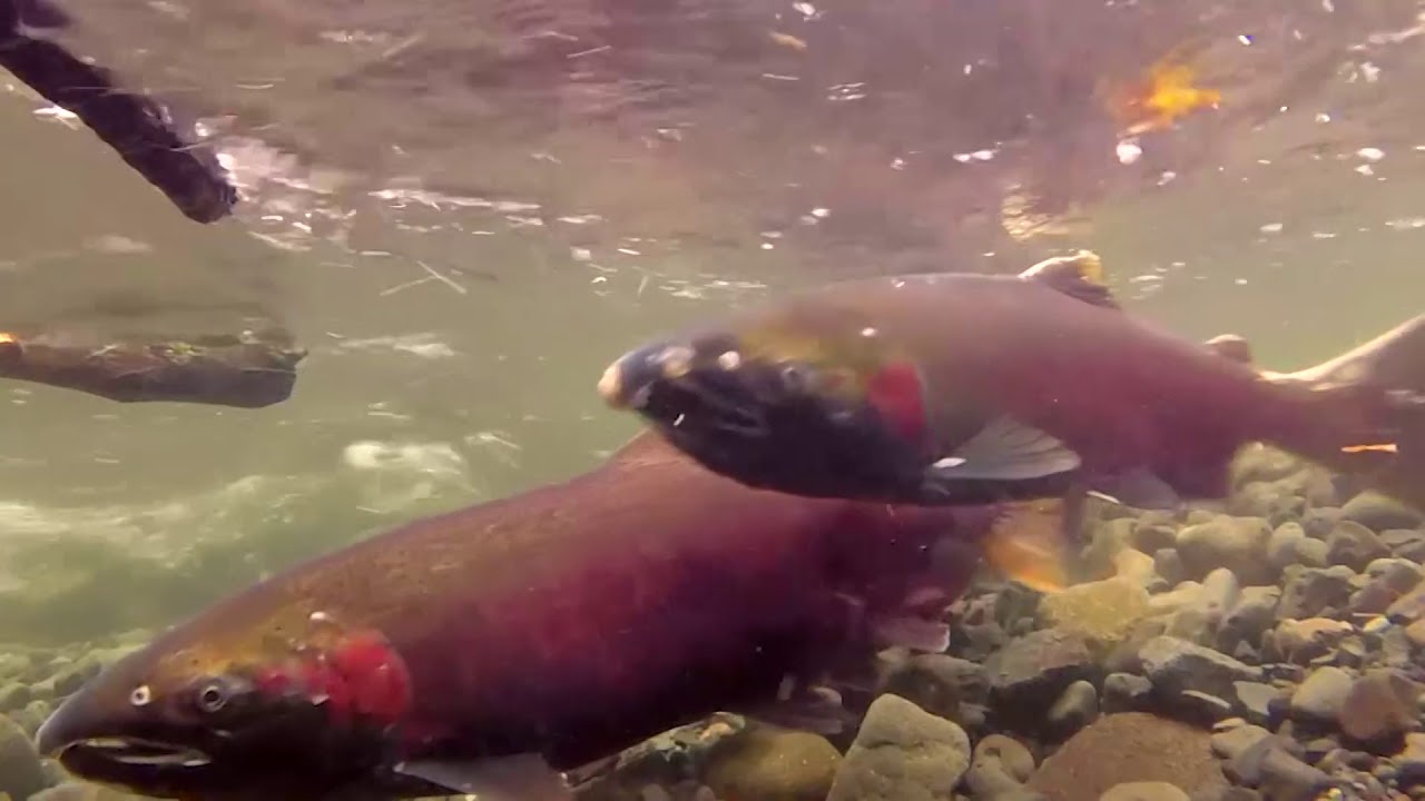 Salmon face double whammy from toxic stormwater - YouTube