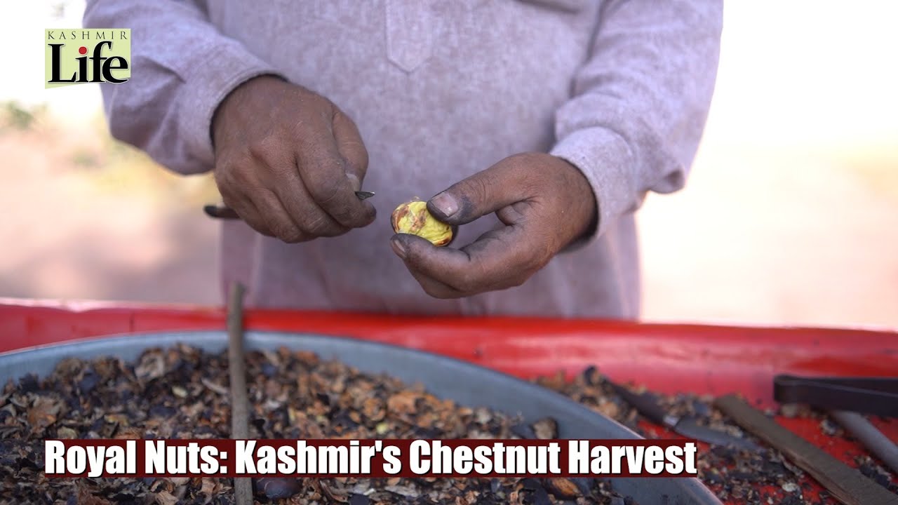 Royal Nuts: Kashmir's Chestnut Harvest - YouTube
