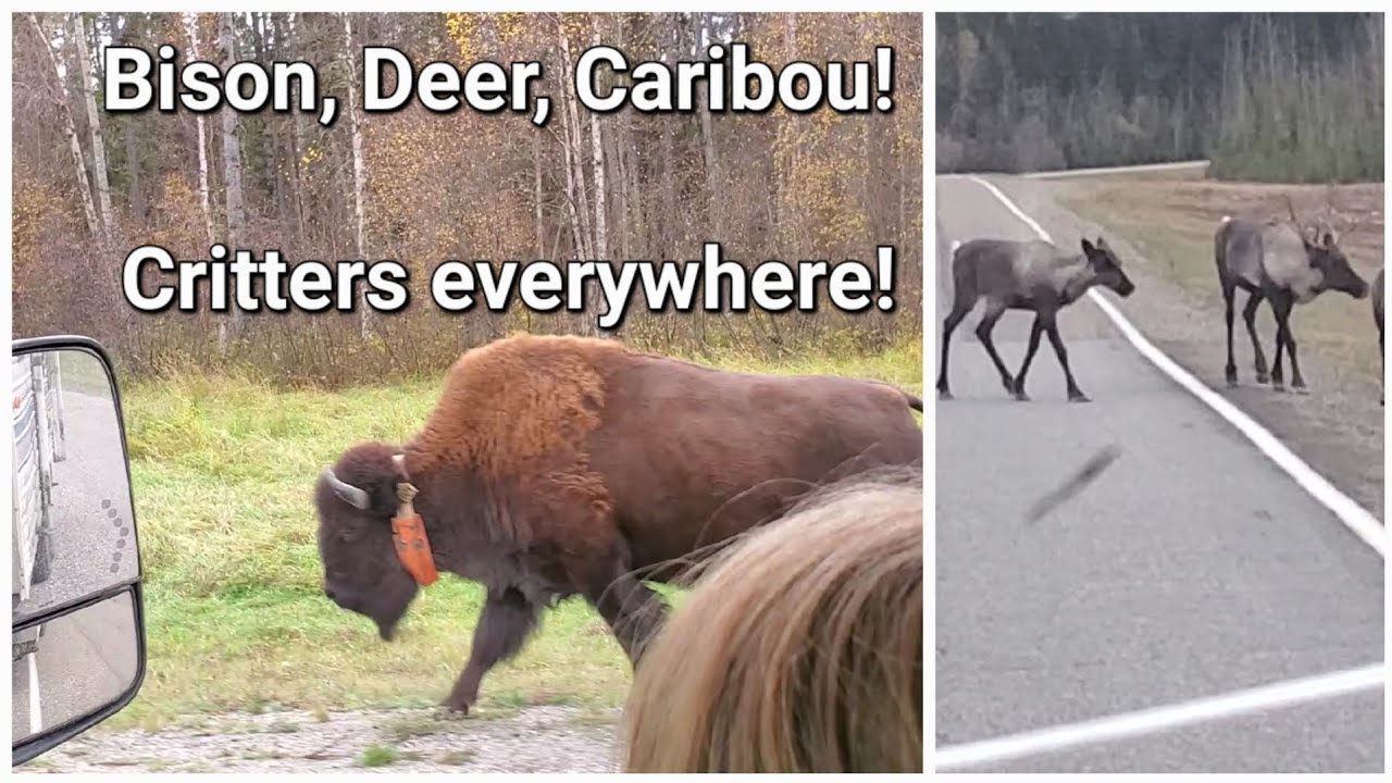 Bison,Deer,Caribou. Critters everywhere! Big steep roads, Watson Lake ...