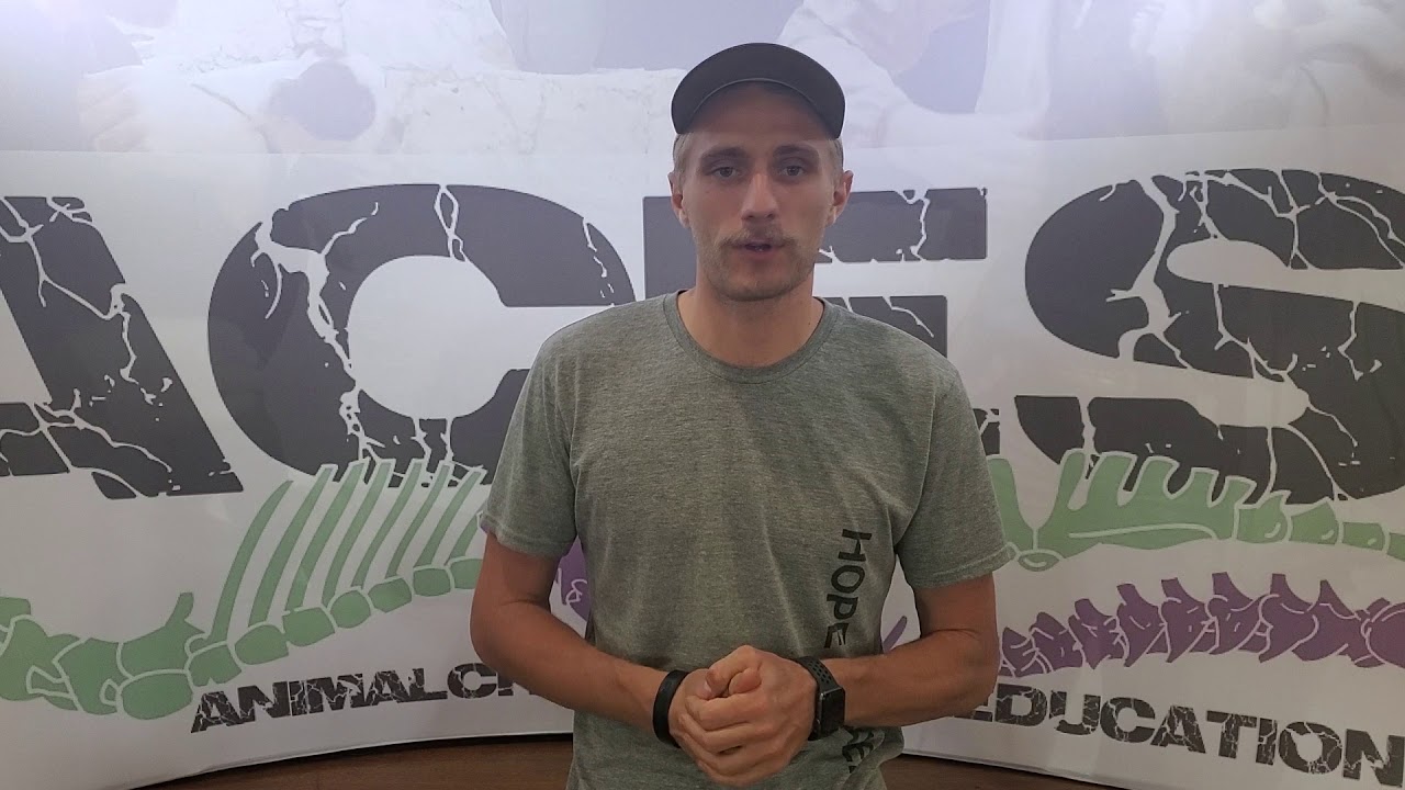 Kevin Gower DC, A.C.E.S. value - YouTube