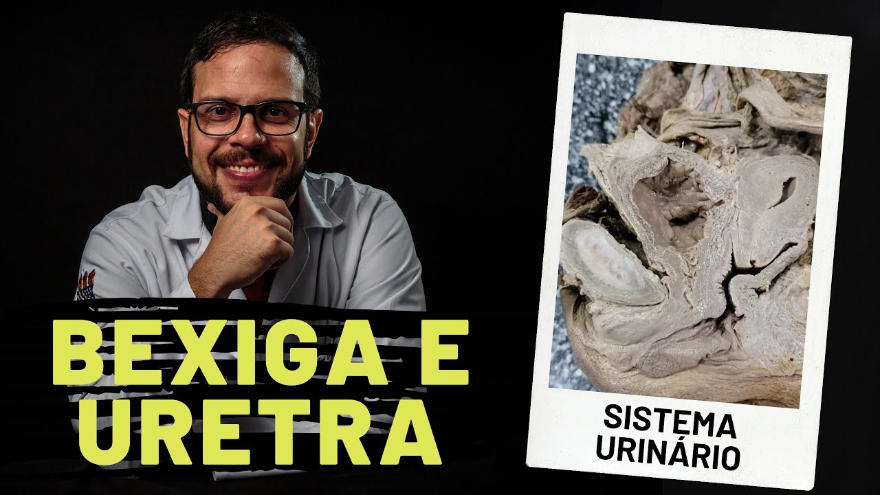 Sistema UrinÁrio Bexiga UrinÁria E Uretra Aula PrÁtica Com Prof