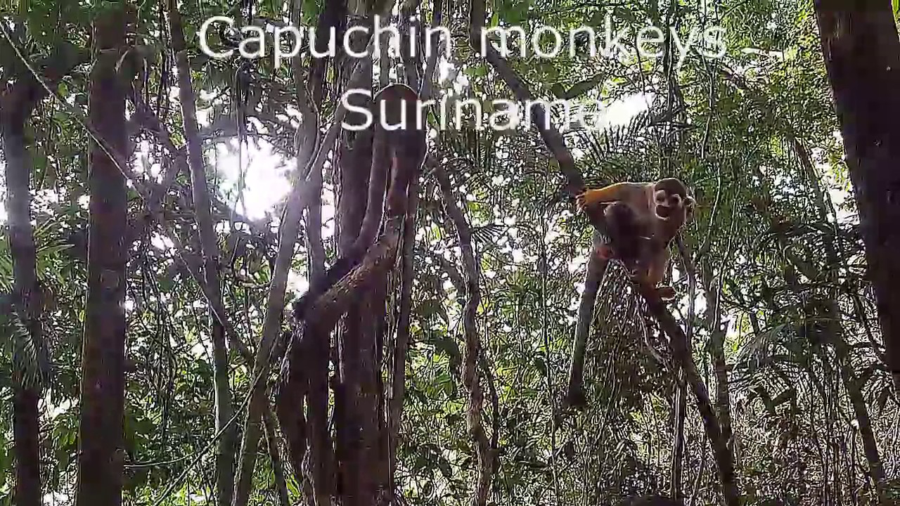 Suriname | Capuchin Monkeys: Monkeys during walk in Jungle - YouTube