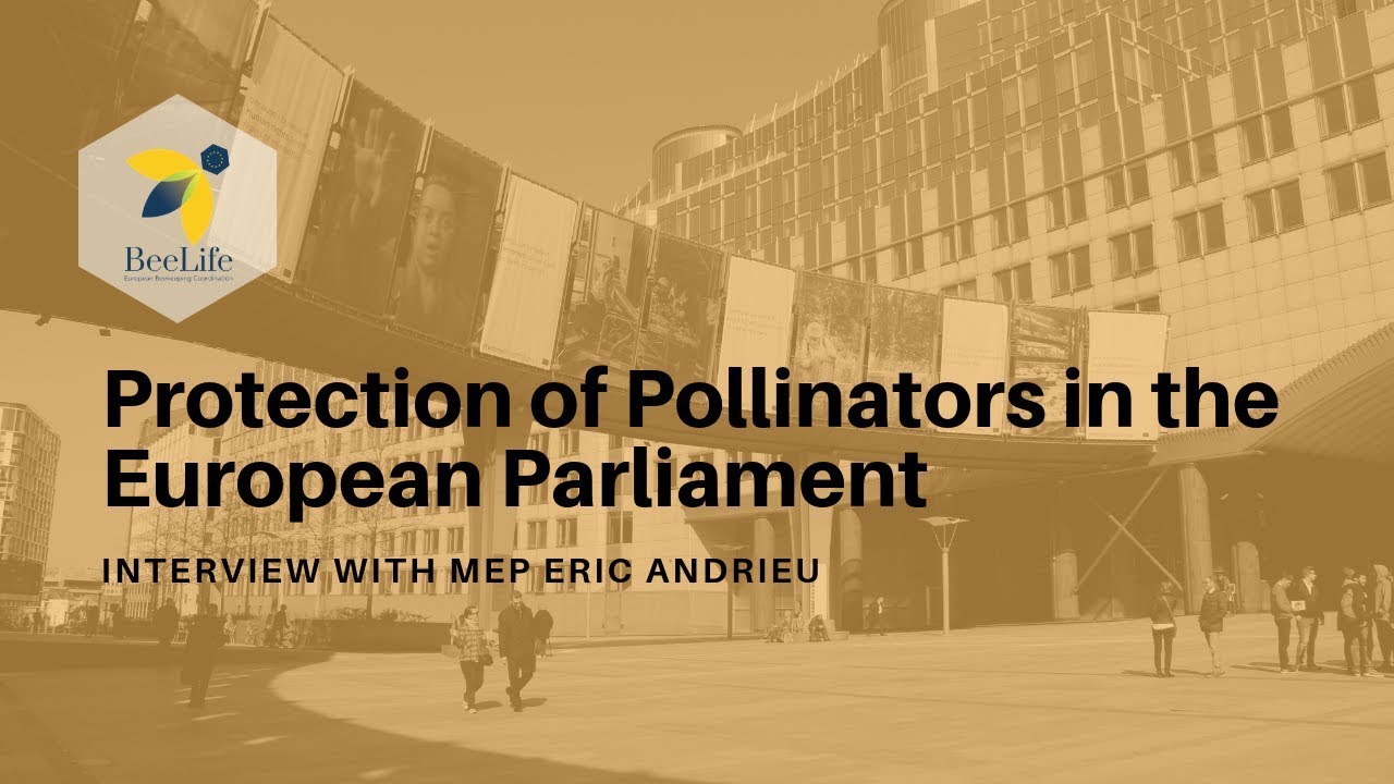 Interview with French MEP Eric Andrieu - YouTube
