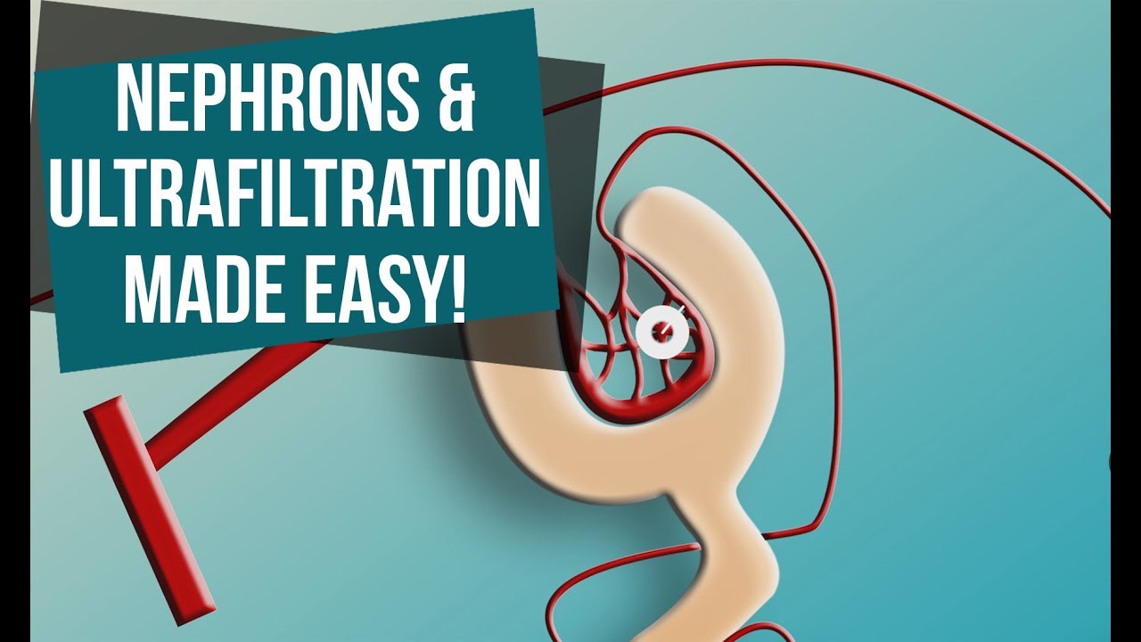 Nephrons and Ultrafiltration [Made Easy] - YouTube