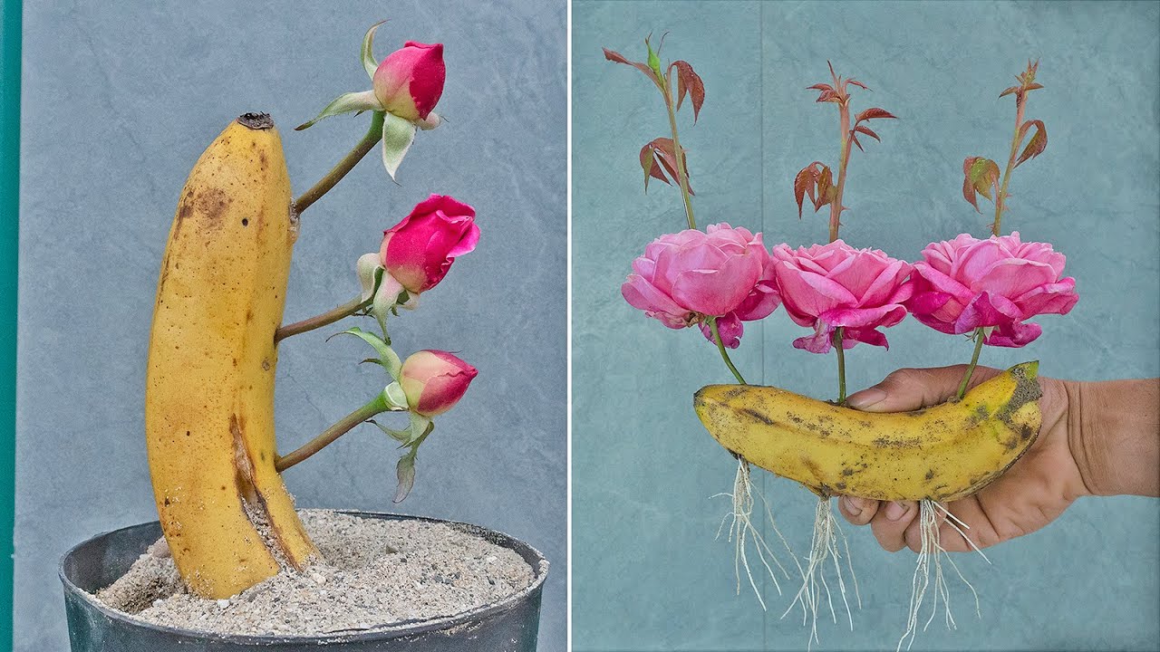 How to grow roses from cuttings in banana with building sand for ...