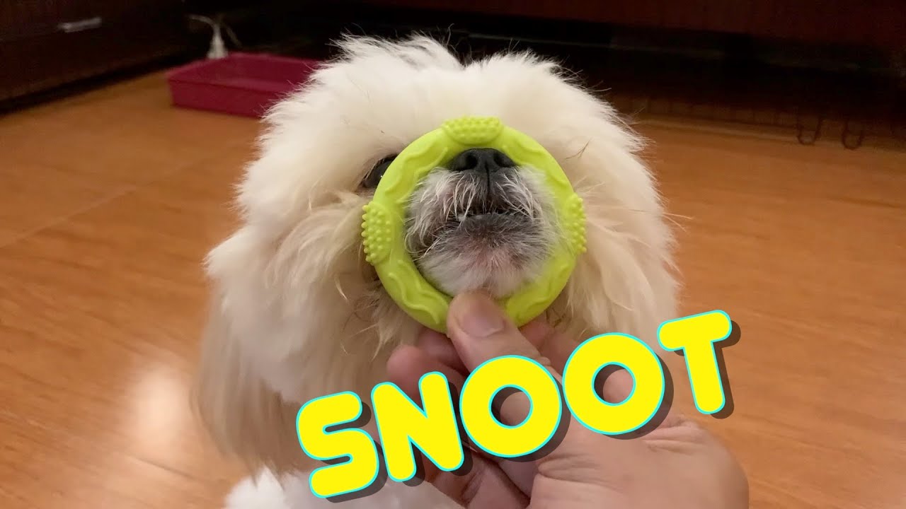 Shih Tzu Tries to Do The Snoot Challenge Once Again ( Cute Dog Video ...