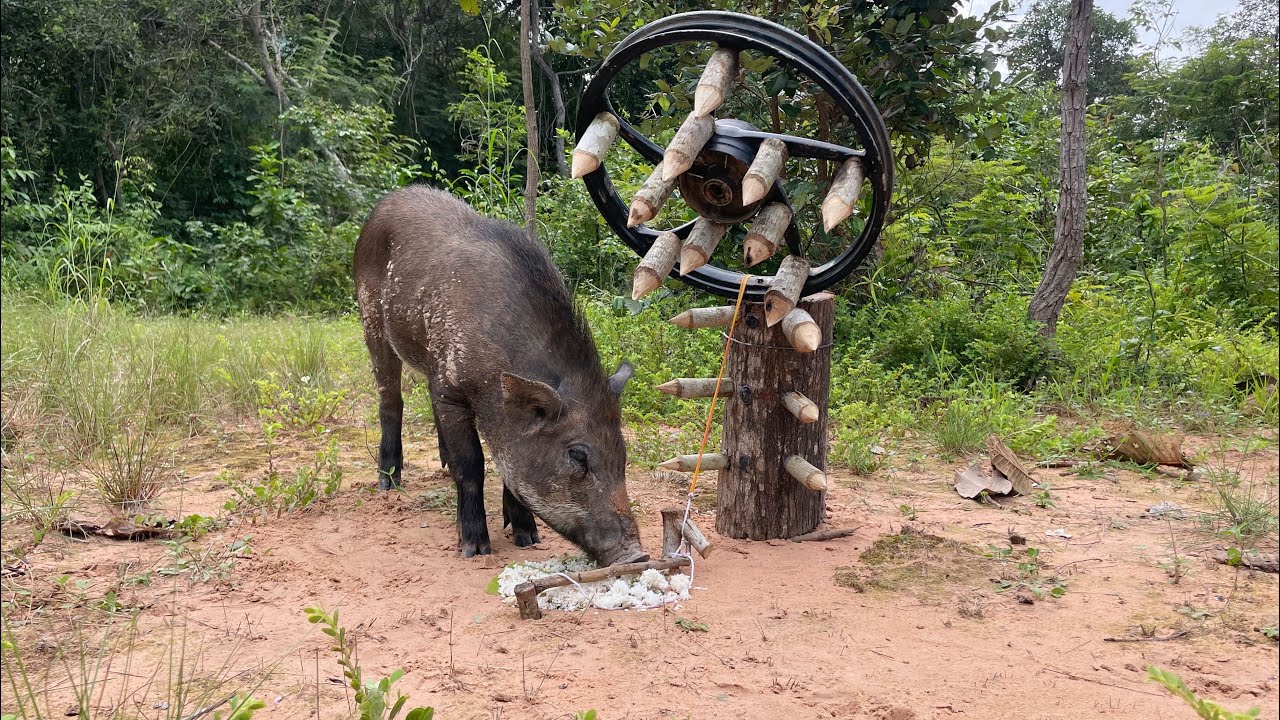 Amazing Skill Building wild boar trap From Motorcycle legs with wood # ...