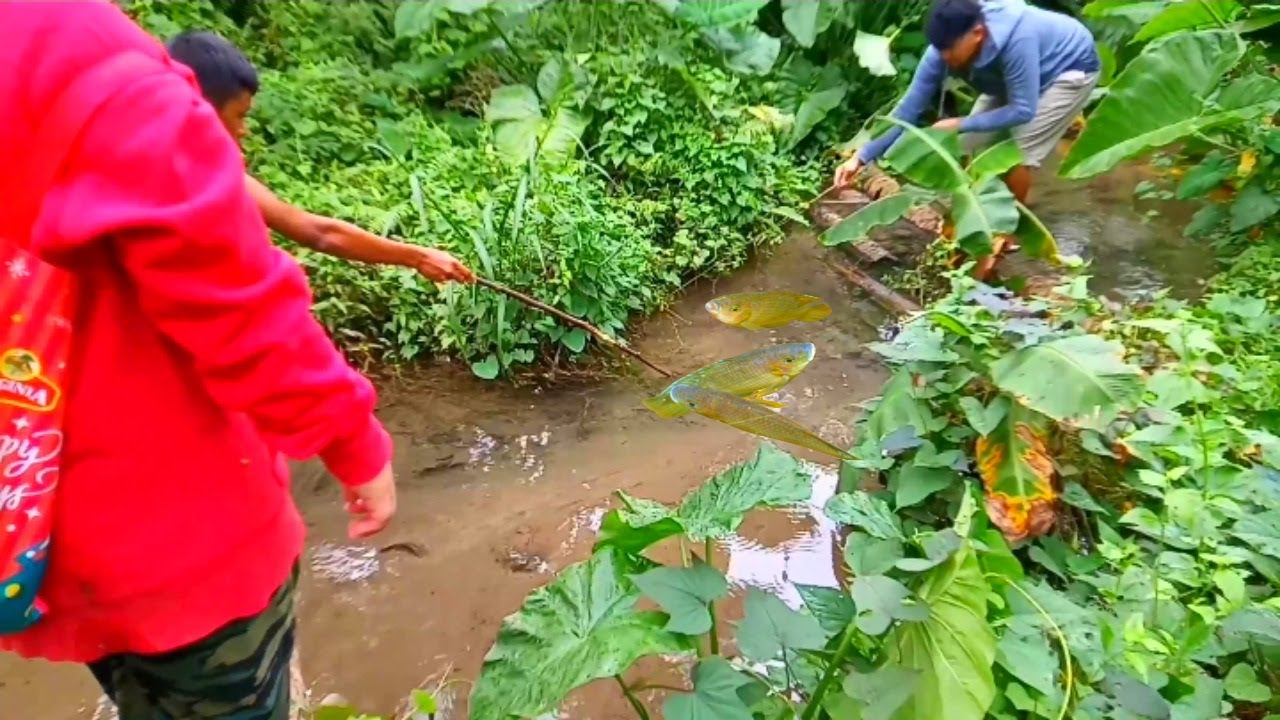 Fishing and Catch Jungle Snail or Tabangka in the River Adventure - YouTube