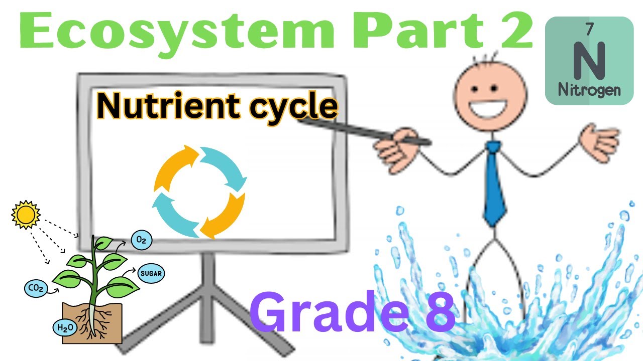 Ecosystem part 2 - Nutrient Cycle Grade 8 unit 5 - YouTube