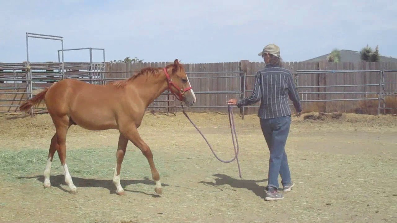 RED DUN ROAN COLT RUNNING & PERFORMANCE BRED FAST & ATHLETIC - YouTube
