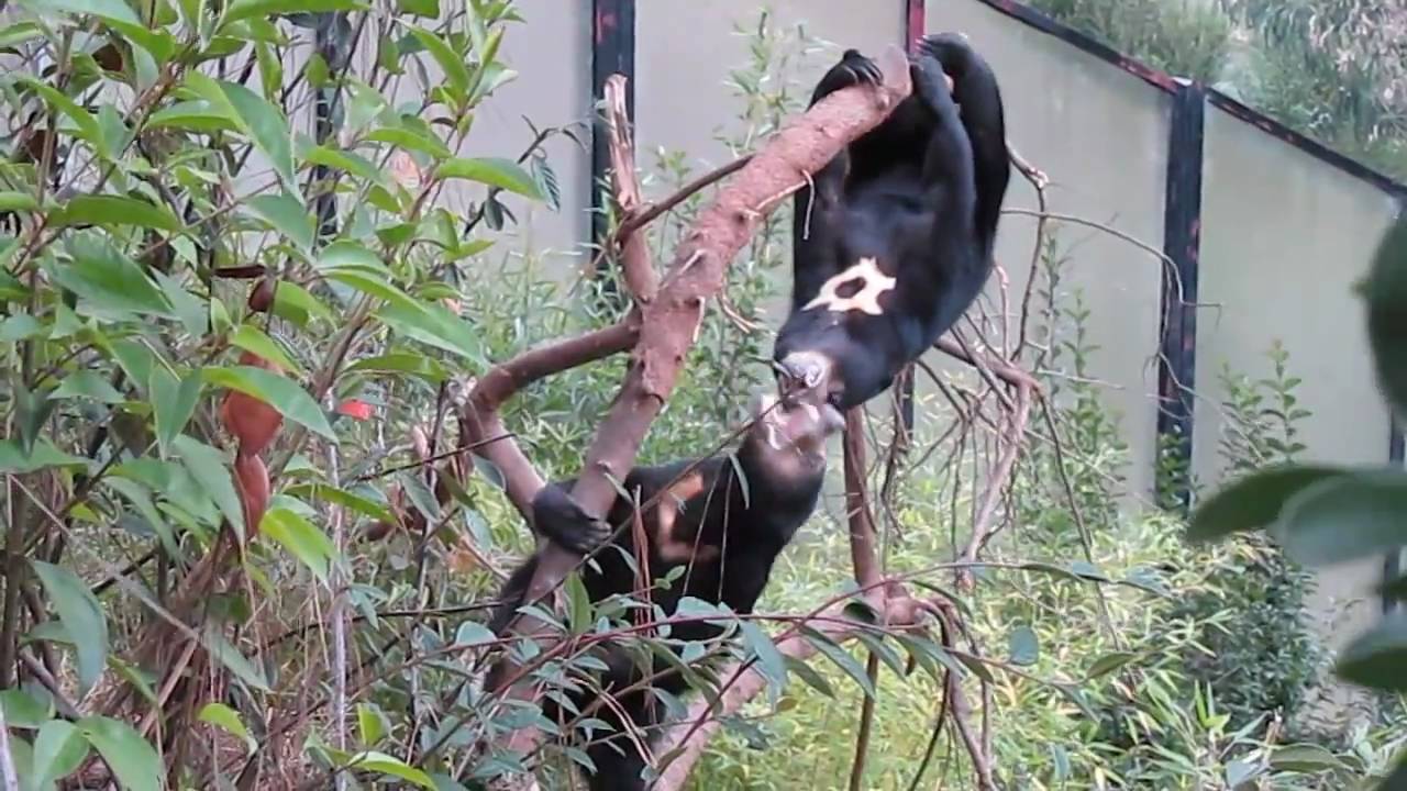 Sun Bear - Agonistic Behavior 1 (Oakland Zoo) - YouTube