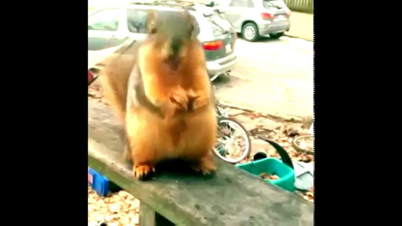 Rap Squirrel Rap God Eminem Fast Part - YouTube