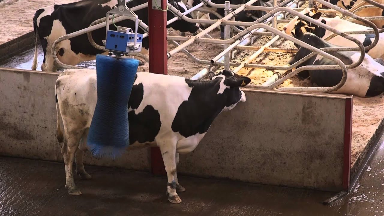 Cow Brush Video April 2015 - YouTube