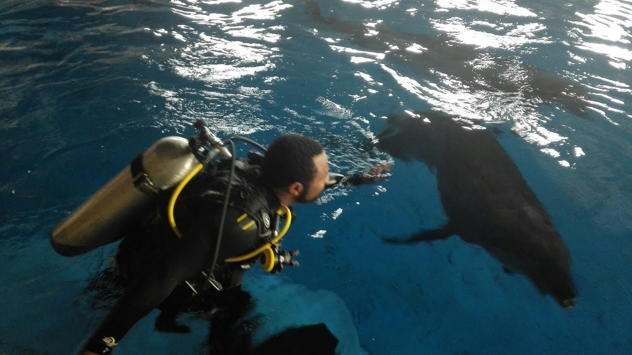 Diving in Beijing with Sharks, Dolphins & Whales - YouTube