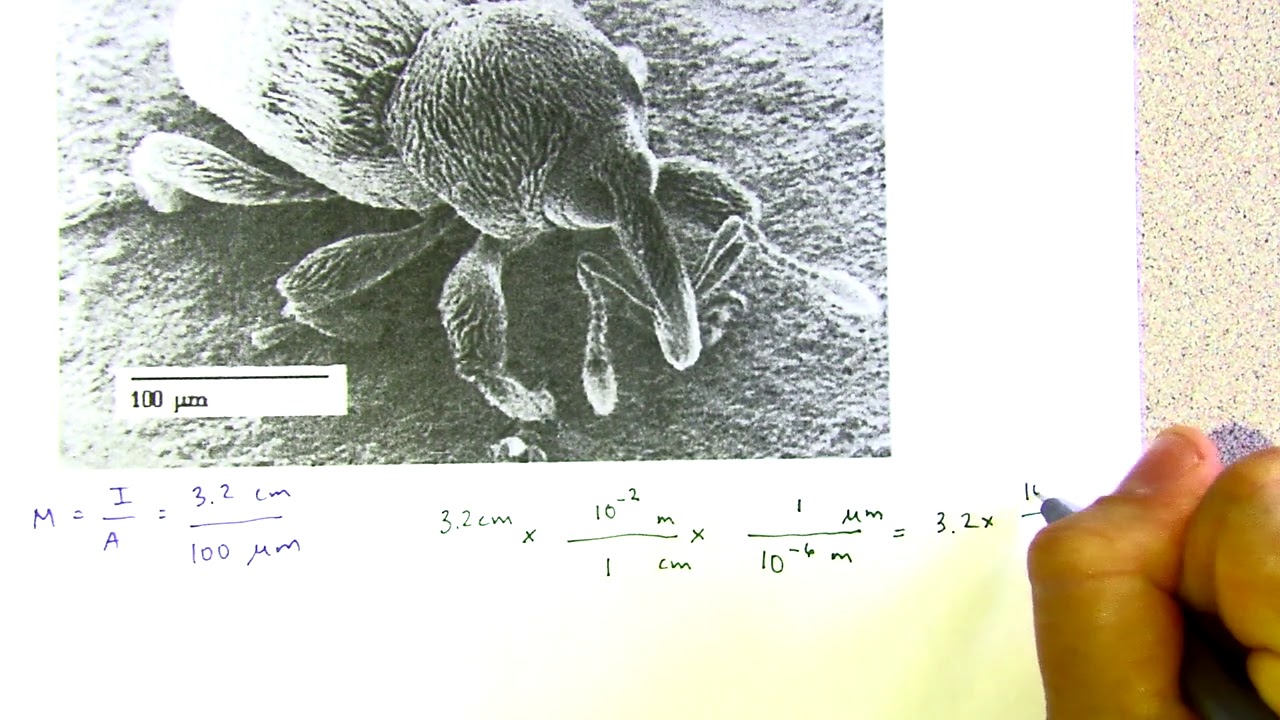 Magnification example: snout beetle - YouTube