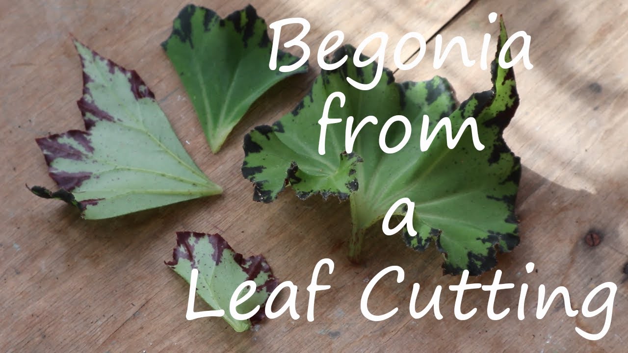 How to Propagate Begonias from Leaves and Stem Cuttings | HUGE Amount ...